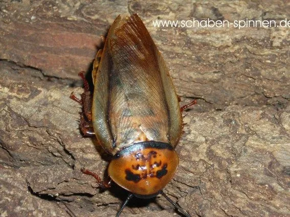 Eublaberus posticus - 15 Stück mixed