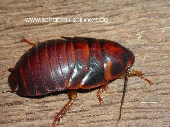 Eublaberus posticus - 15 Stück mixed