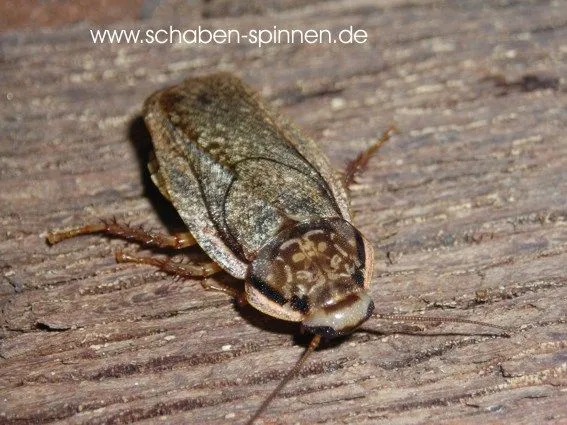 Nauphoeta cinerea - ca. 60 Stück all size