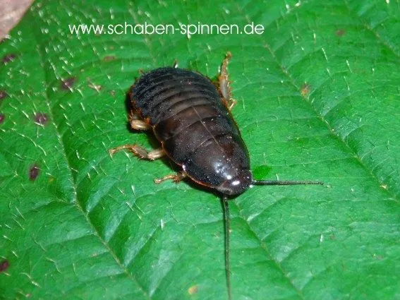 Nauphoeta cinerea - ca. 60 Stück all size